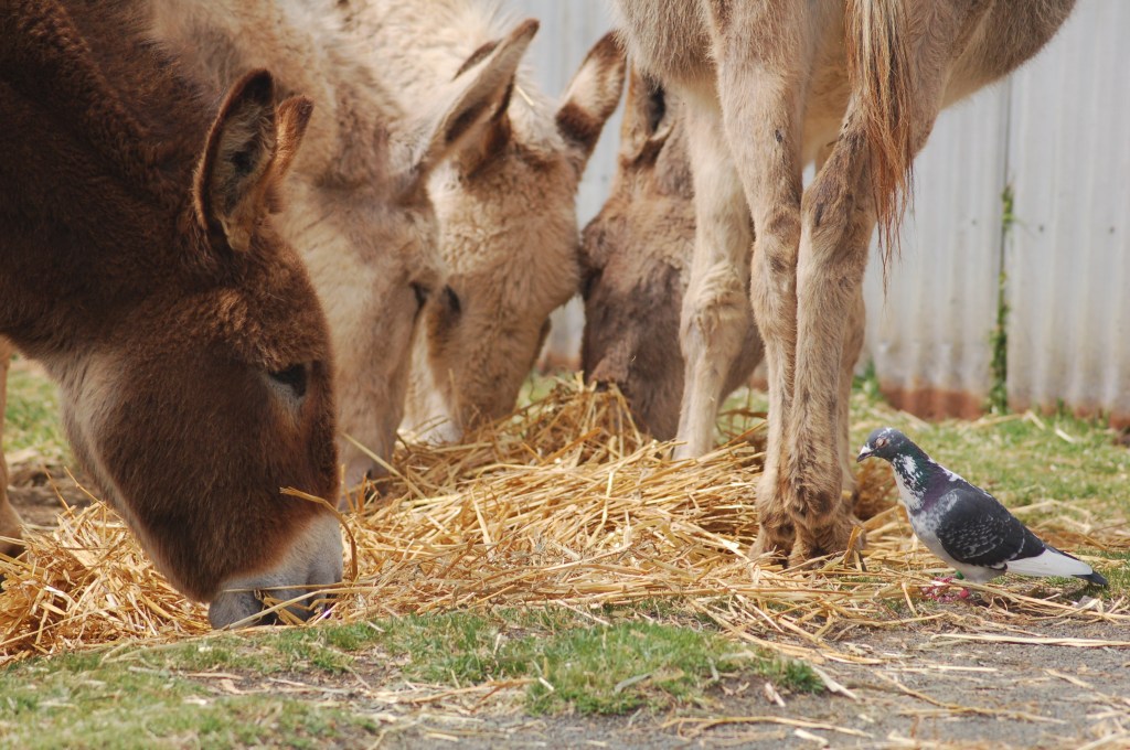 ABOUT | Four Donkey Films